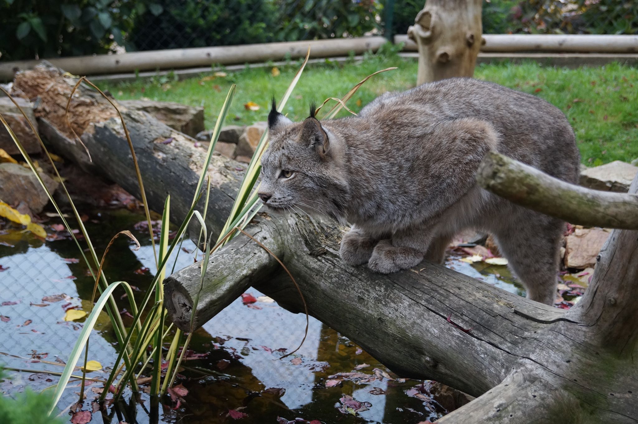 Za šelmami v jejich přirozeném prostředí vyrazte do Radostic u Brna ...